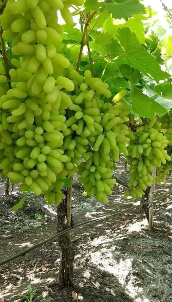 Exoticsflora Thai Green Finger Grapes Hybrid Fruit Plant (Pack Of - 1 ...