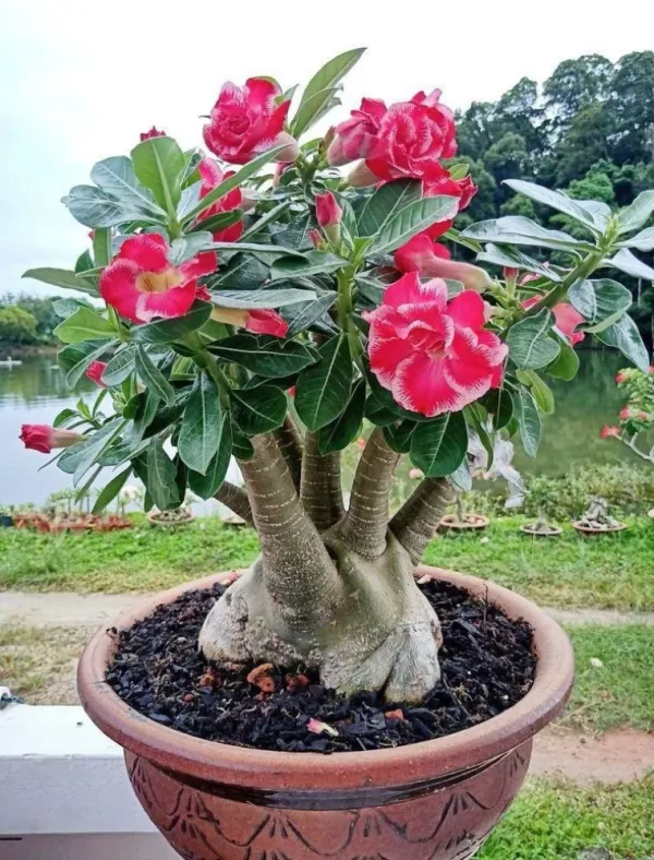 Grafted World Hybrid Adenium Price in India - Buy Grafted World Hybrid ...